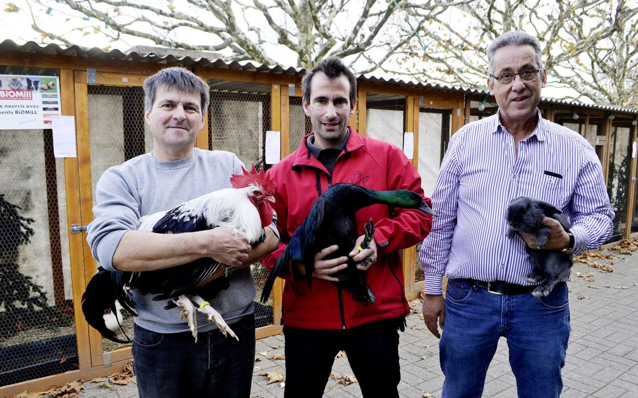 Des bestioles comme des coqs en pâte
